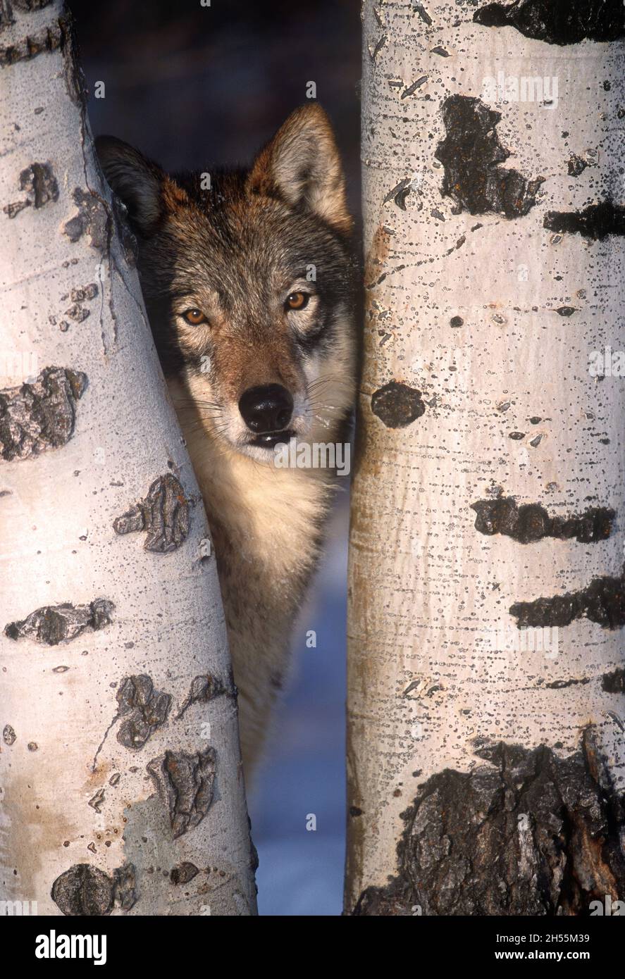 Grey wolf, Canis lupus Stock Photo - Alamy