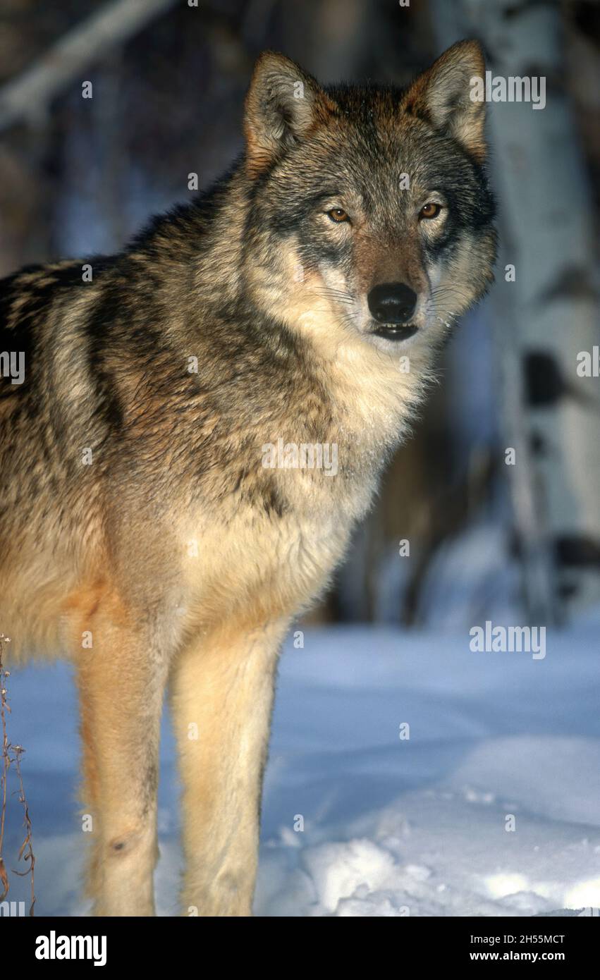 Grey wolf, Canis lupus Stock Photo - Alamy
