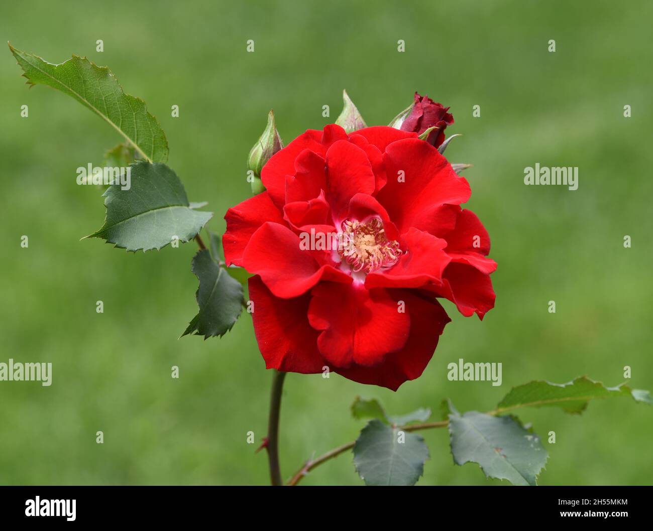Roter Korsar, ist eine Strauchrose mit schoenen roten Blueten. Red ...