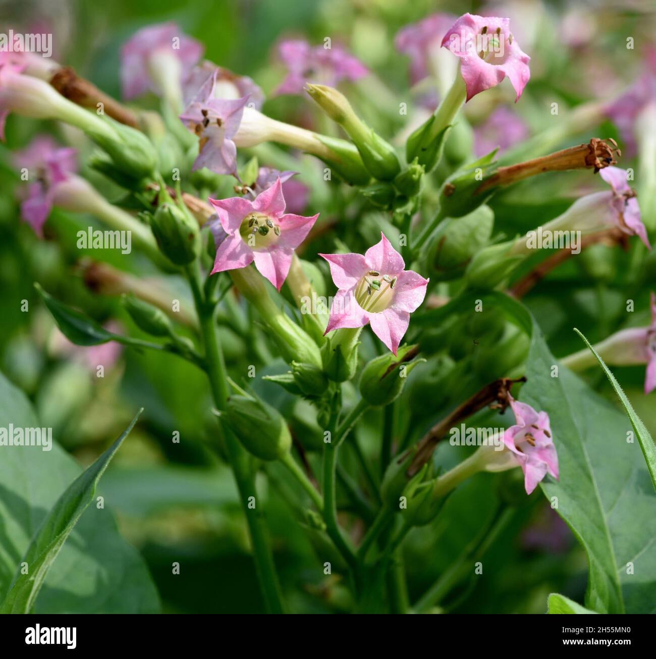 Tobacco nicotiana tabacum hi-res stock photography and images - Alamy