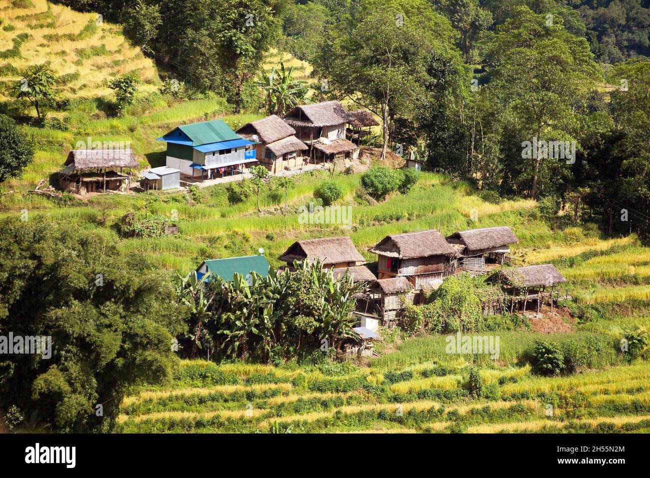 paddy or rice field and primitive small houses in nepalese village ...