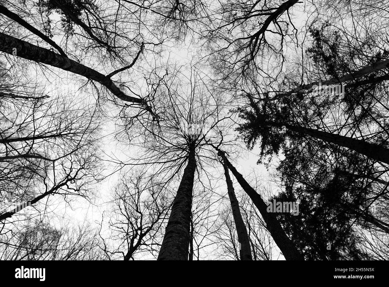 Top of trees in a forest Stock Photo - Alamy