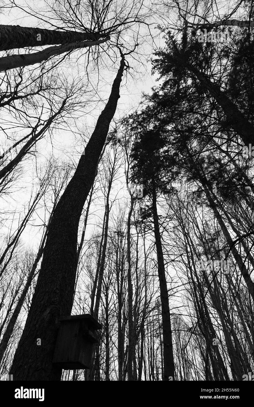 Vertical plant in forest Black and White Stock Photos & Images - Alamy