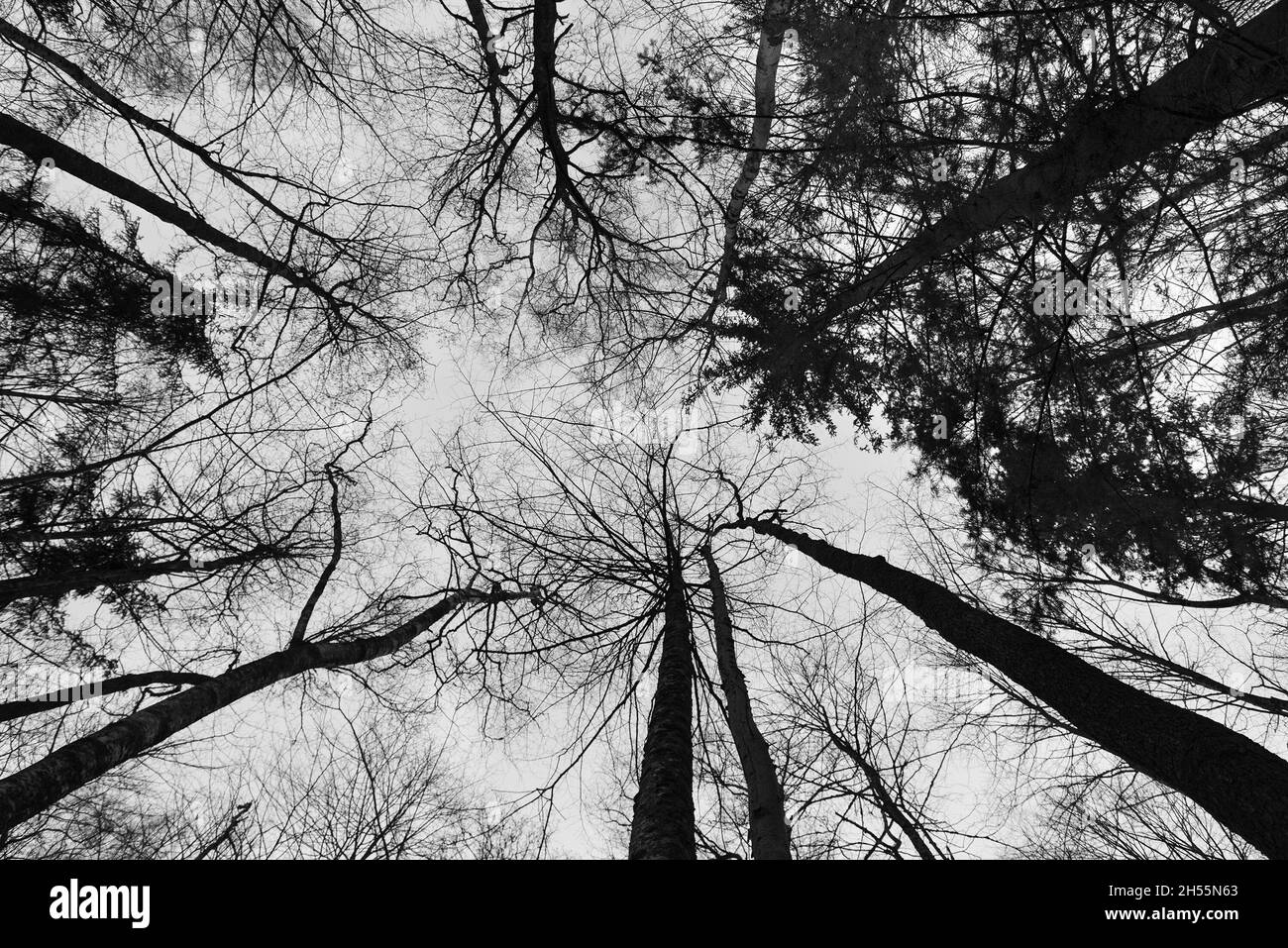 Top of trees in a forest Stock Photo - Alamy