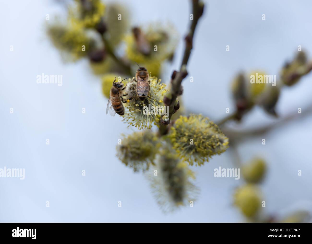 Bees Willow High Resolution Stock Photography and Images - Alamy