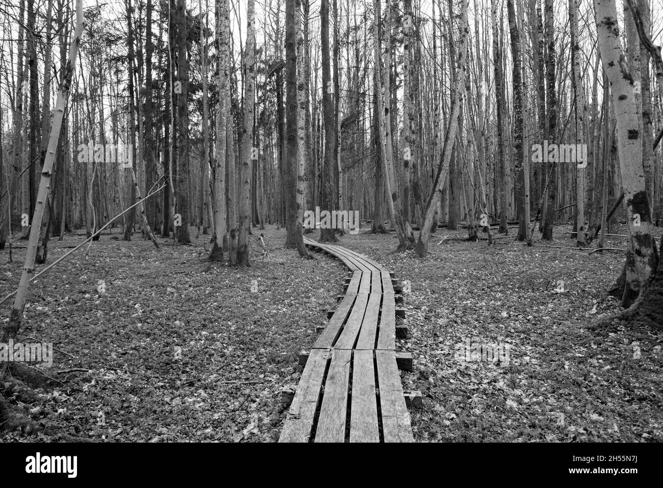 Wooden footpath in forest Black and White Stock Photos & Images - Alamy