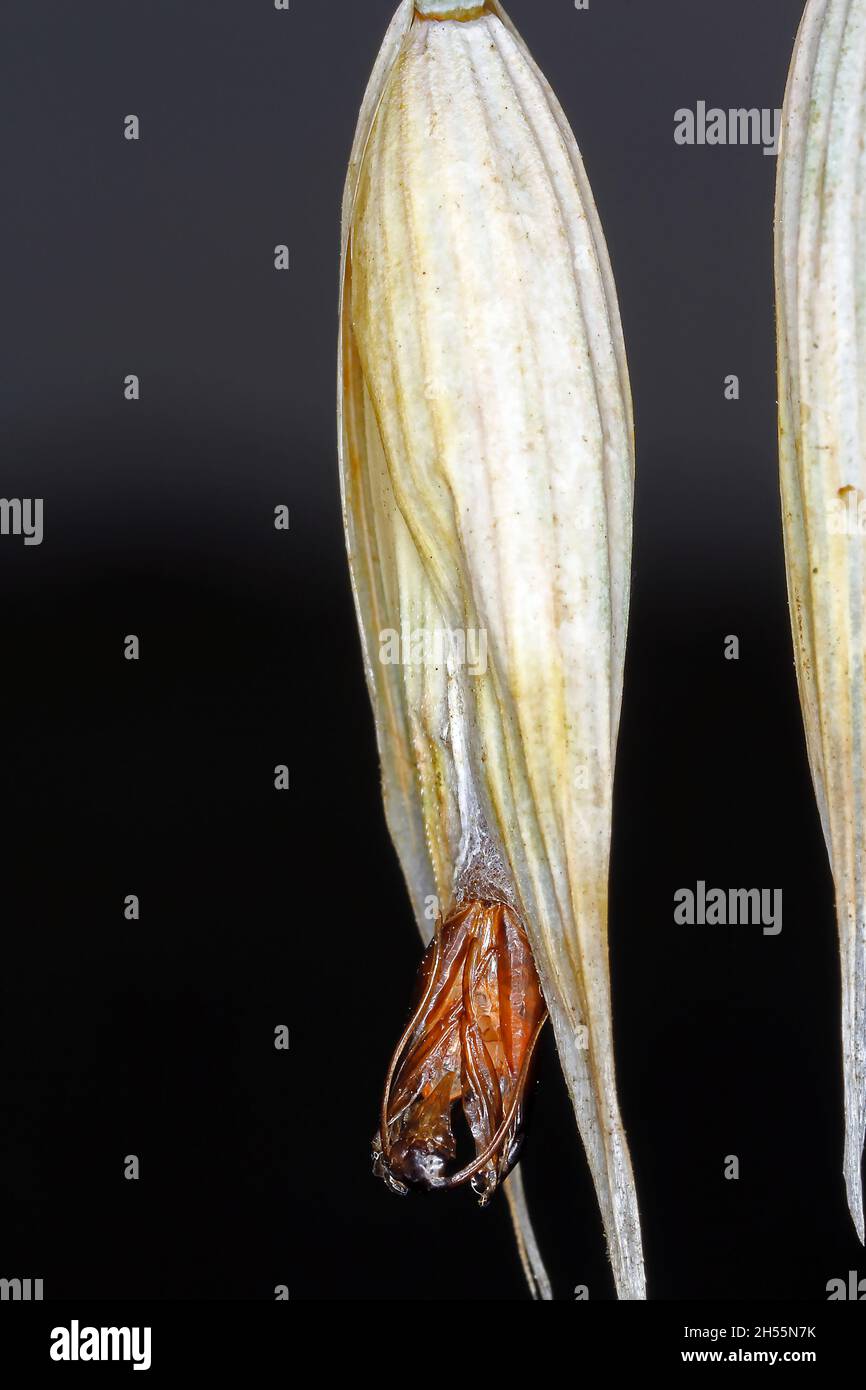 Ear moth hi-res stock photography and images - Alamy