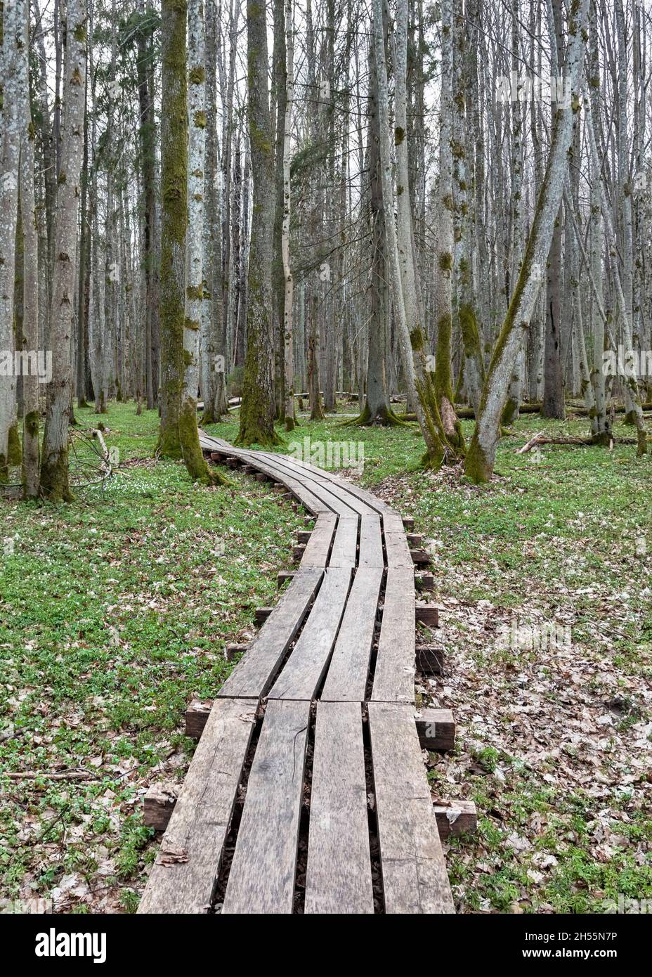 Wooden path through beech trees in a wood Stock Photo - Alamy