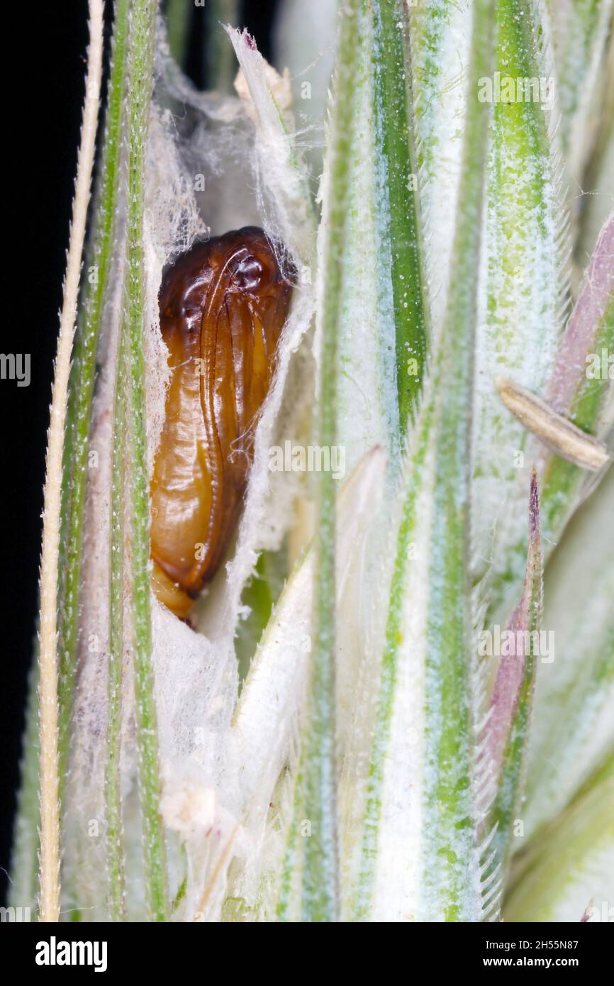 Ear moth hi-res stock photography and images - Alamy