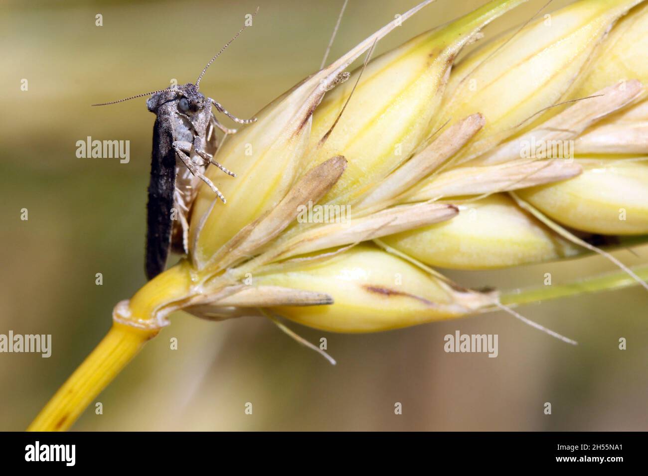 Cnephasia pasiuana pumicana, the meadow shade is a species of tortrix ...
