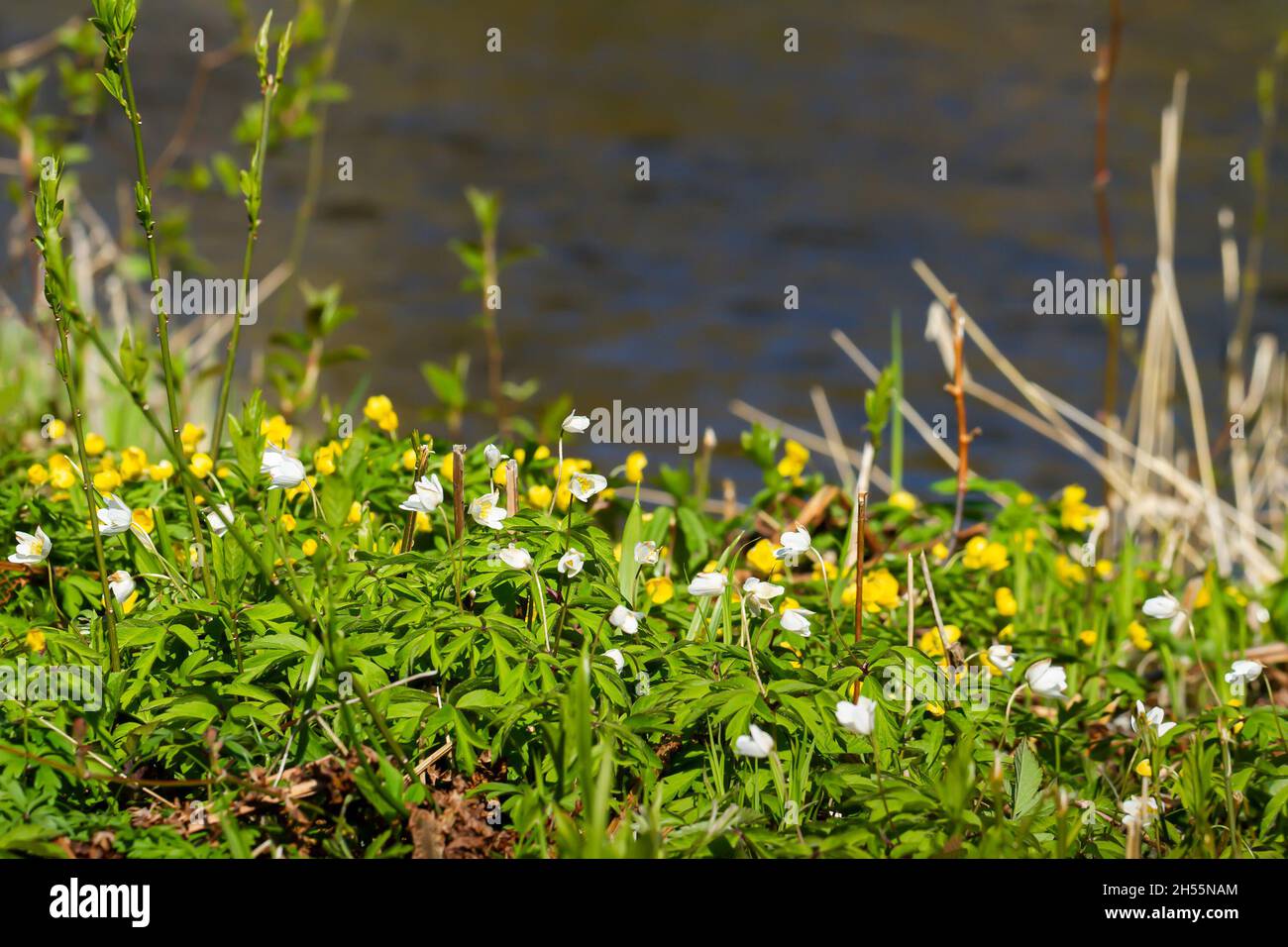 Sunlight stream on wild flowers hi-res stock photography and images - Alamy