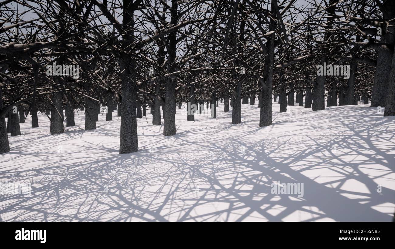 White winter snow forest Dramatic scene nature frozen landscape shadow ...