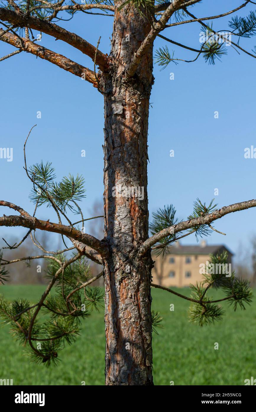 Trunk of big pine tree and big country house Stock Photo - Alamy