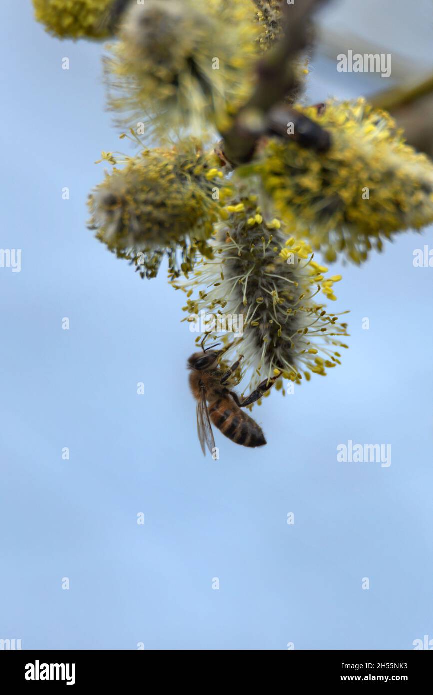 Bee willow catkin hi-res stock photography and images - Alamy