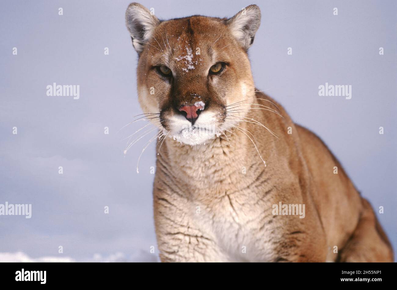 Cougar, Puma concolor Stock Photo - Alamy