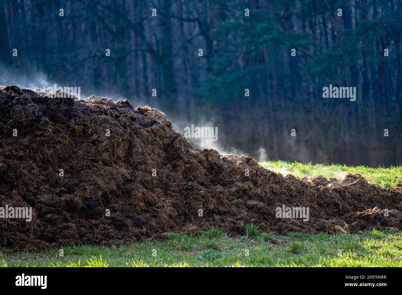 A pile of cow dung as a symbol of methane pollution of the atmosphere ...