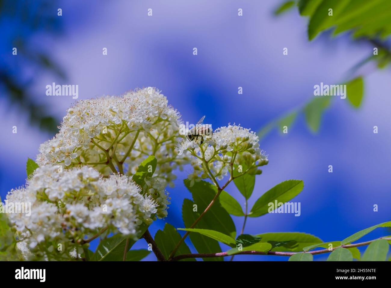 Honey bee on blooming mountain ash Stock Photo - Alamy