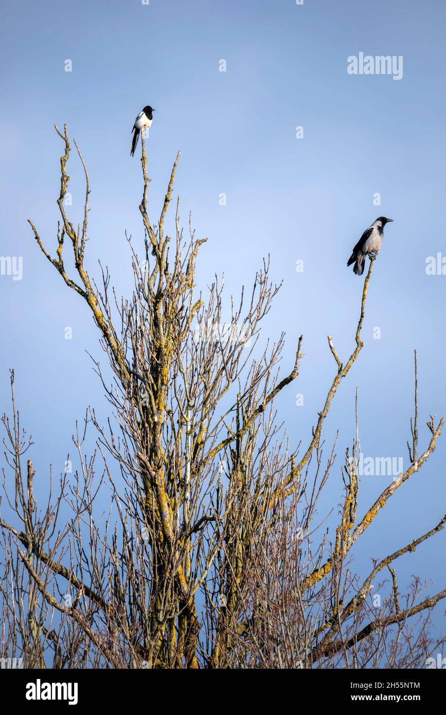 Two different birds on top of old tree Stock Photo - Alamy