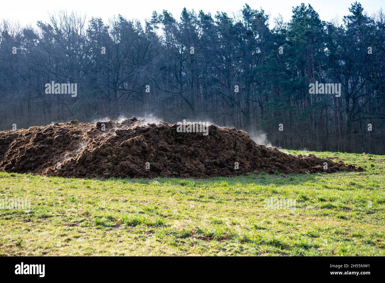 A pile of cow dung as a symbol of methane pollution of the atmosphere ...