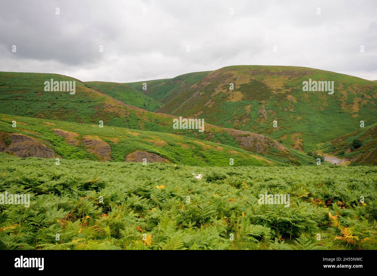 The Long Mynd, Church Stretton, Shropshire, England, UK Stock Photo - Alamy