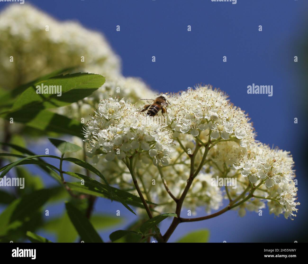 Honey bee on blooming mountain ash Stock Photo - Alamy