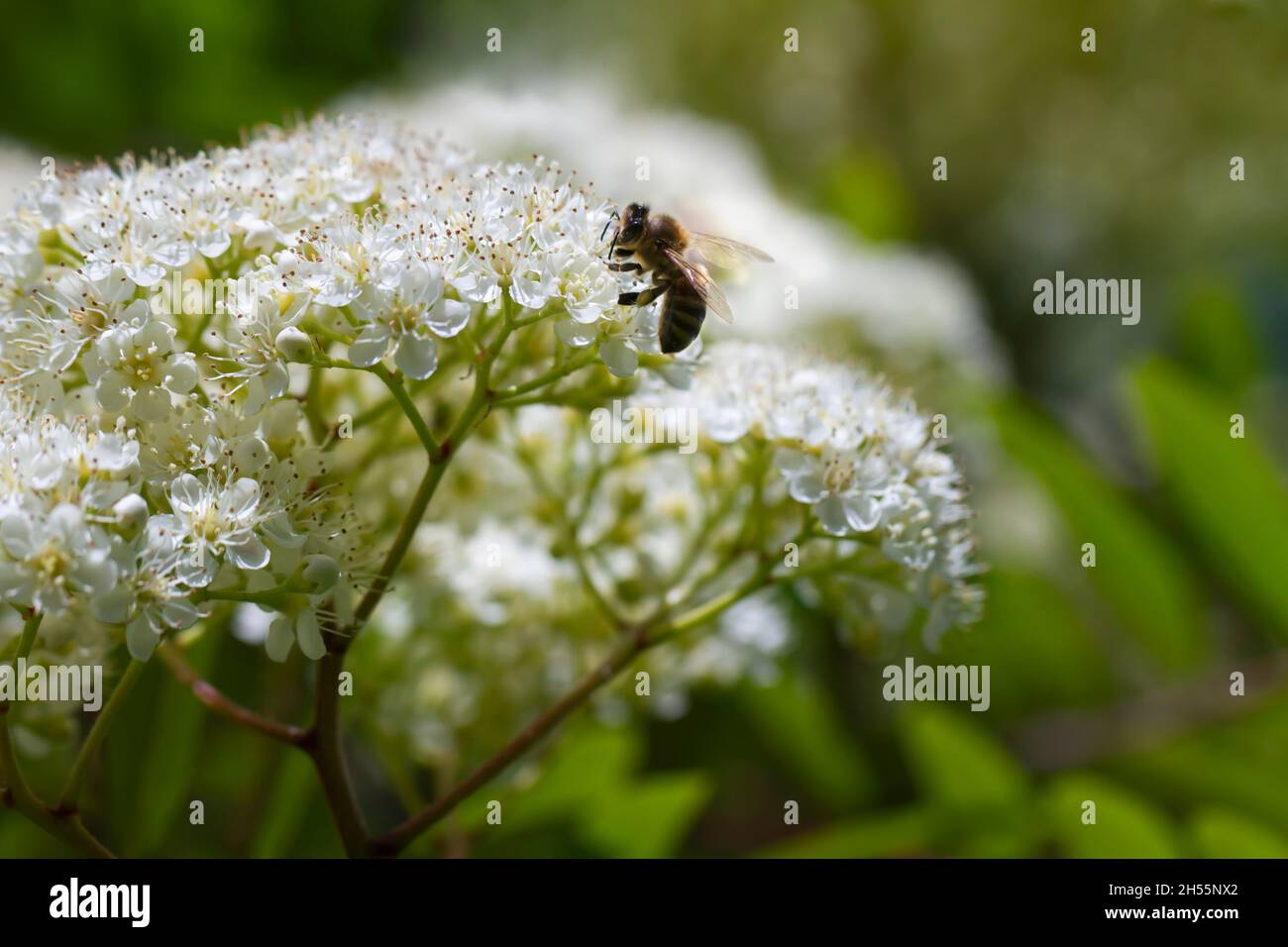 Honey bee on blooming mountain ash Stock Photo - Alamy