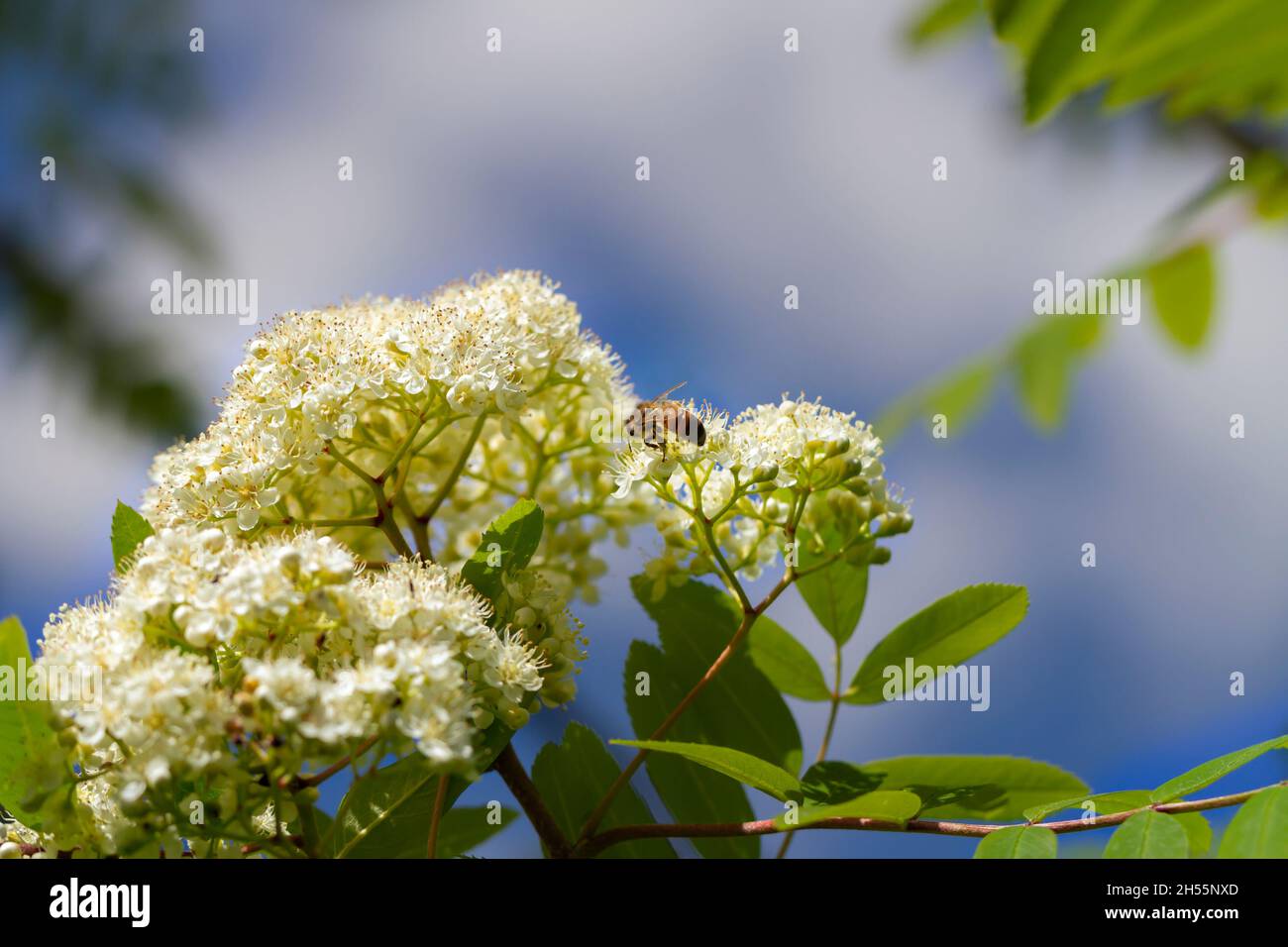 Honey bee on blooming mountain ash Stock Photo - Alamy