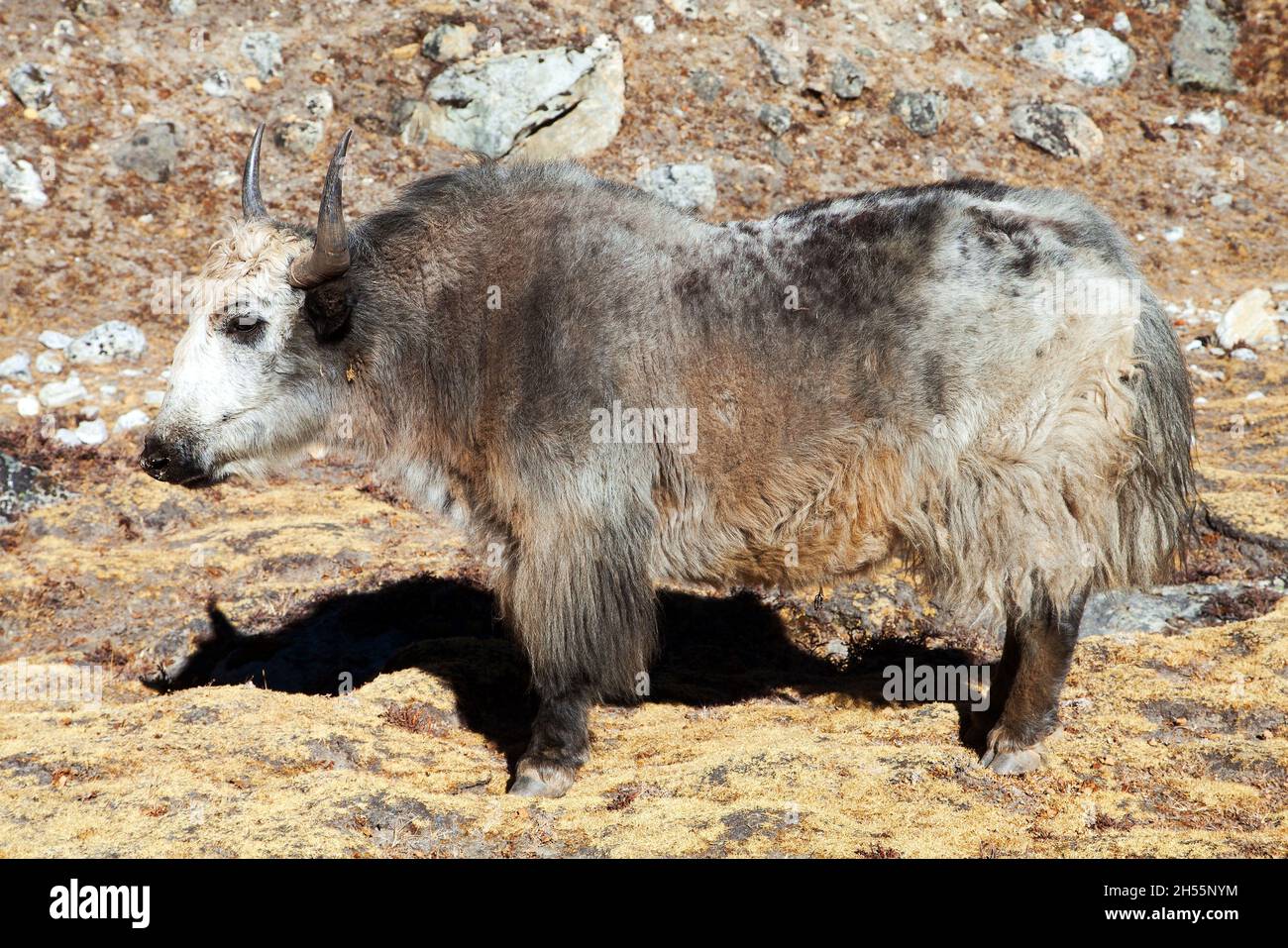 White and grey yak (Bos grunniens or Bos mutus) Nepal himalayas ...