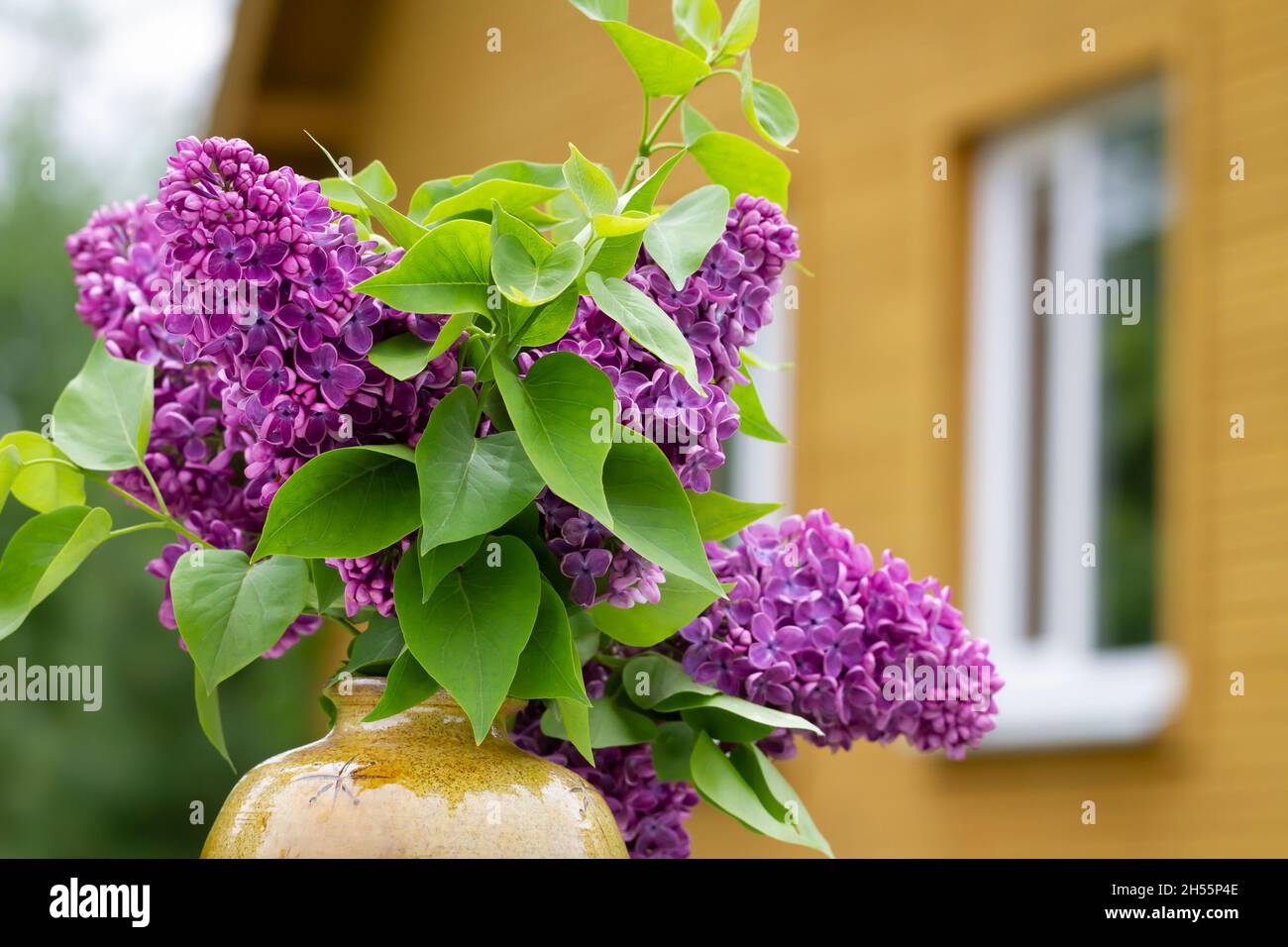View to house and blooming lilac Stock Photo - Alamy