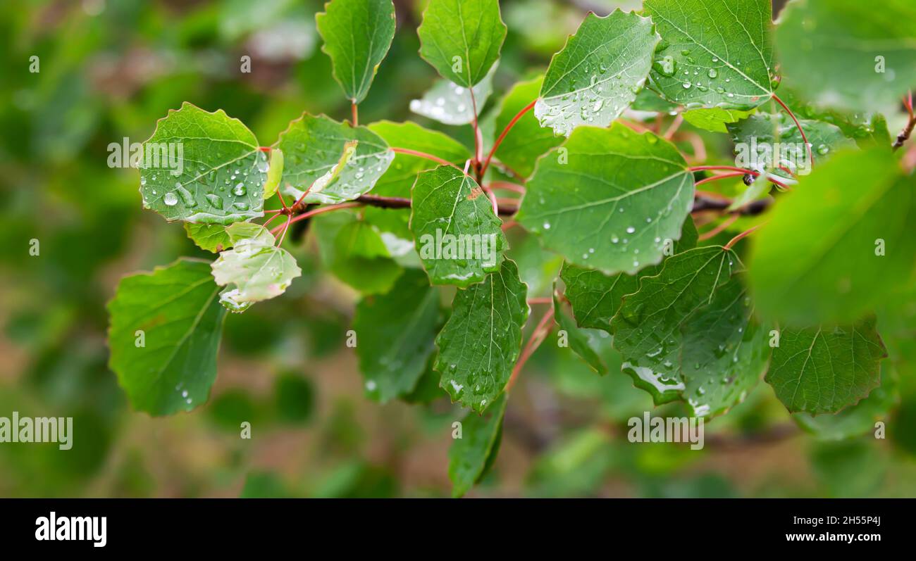 Branch of tree after rain Stock Photo - Alamy