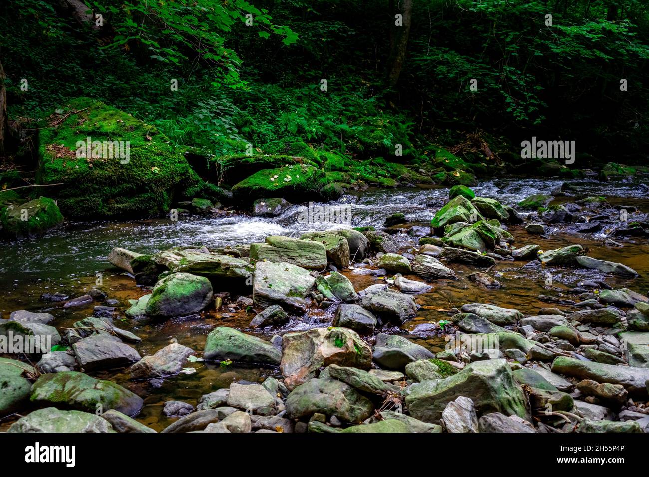 Hiking with Leila the Chihuahua through the Valley of the Snakes ...