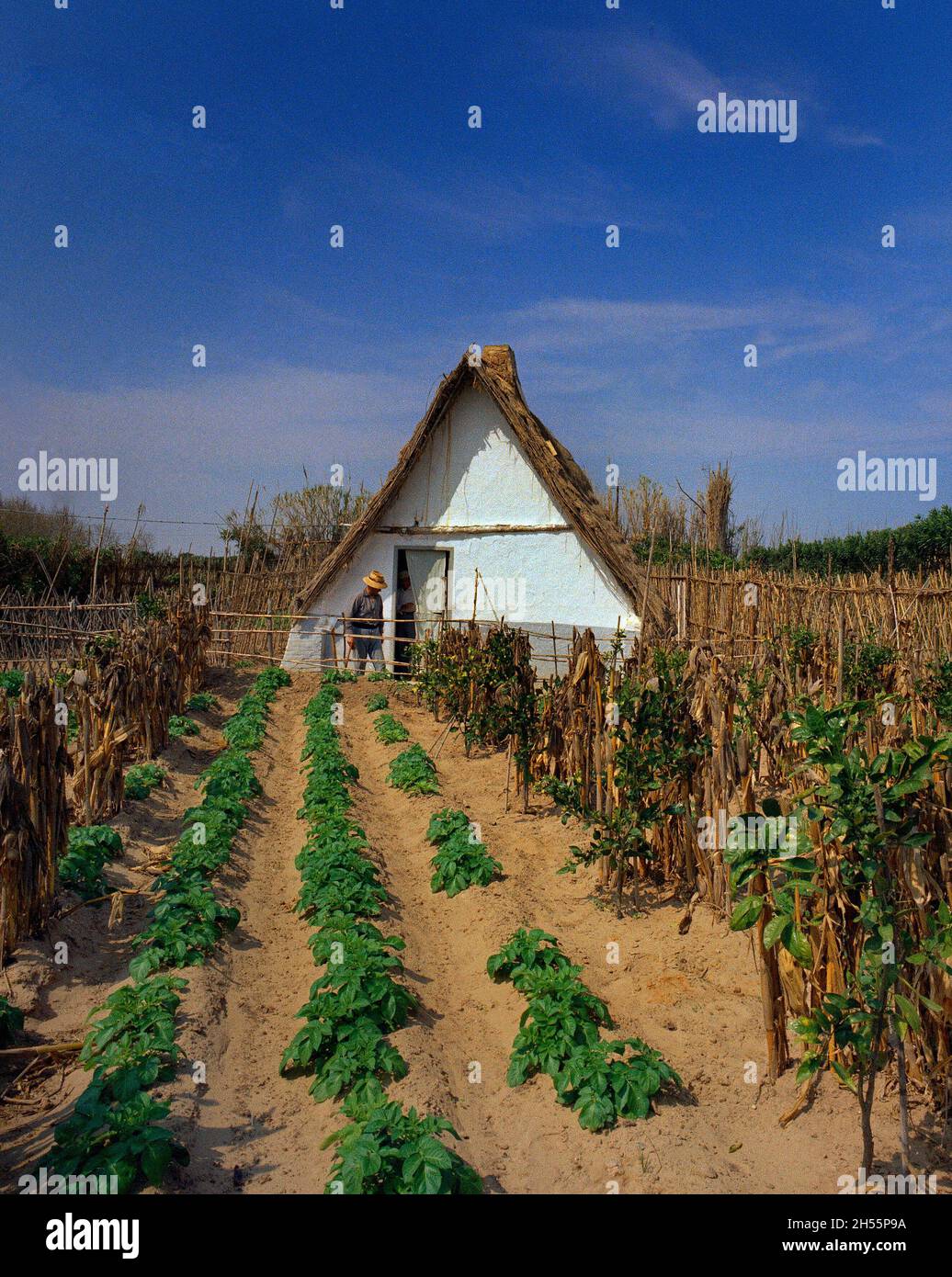 BARRACA EN LA HUERTA - FOTO AÑOS 60. Location: EXTERIOR. EL PALMAR ...