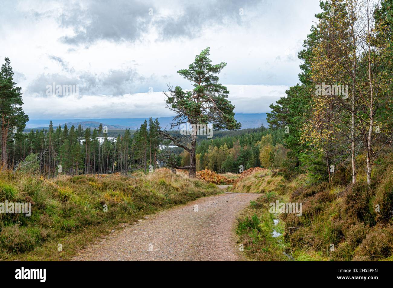 Remote forest hi-res stock photography and images - Alamy