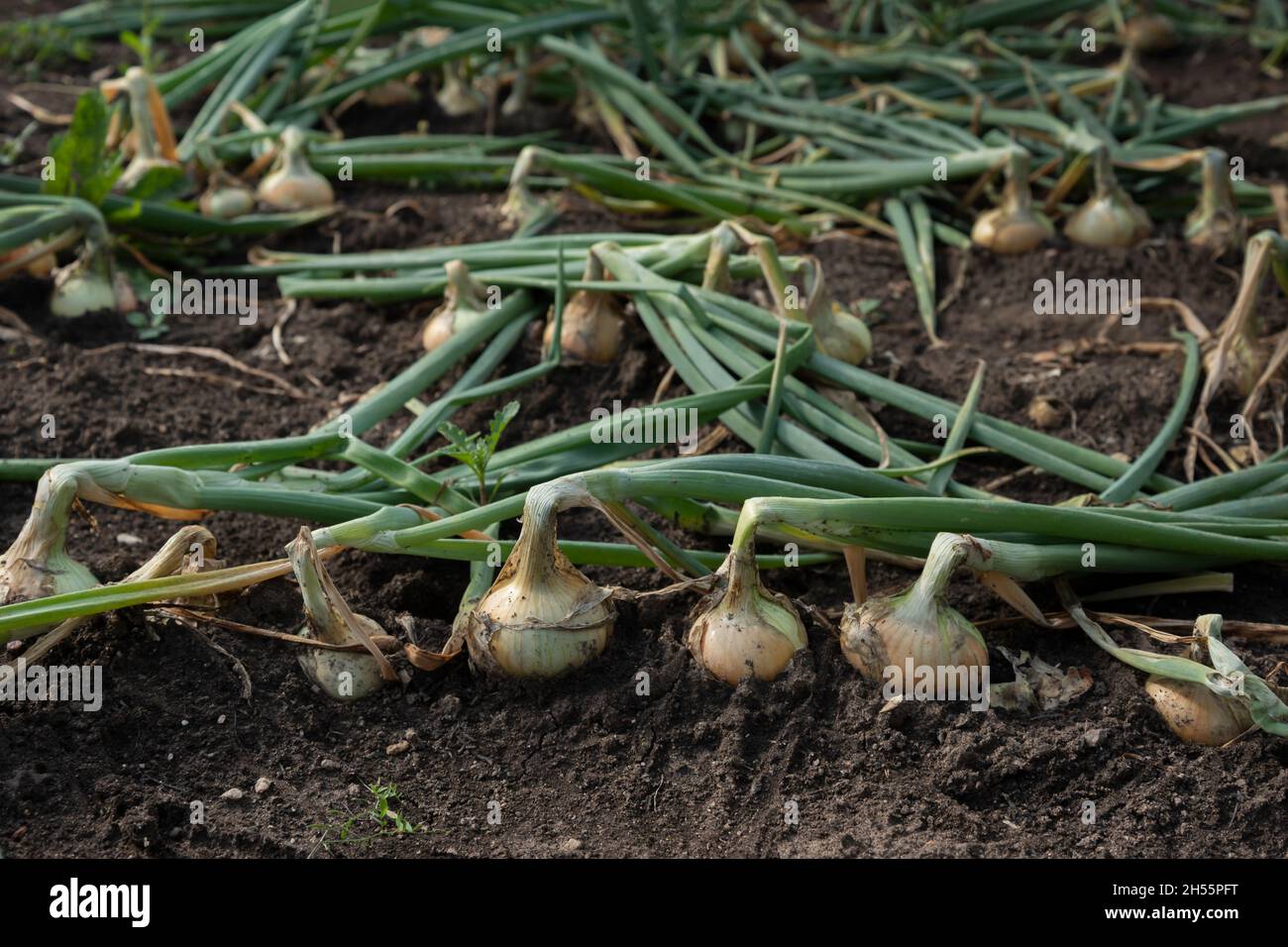 Natural onion field before harvesting Stock Photo - Alamy