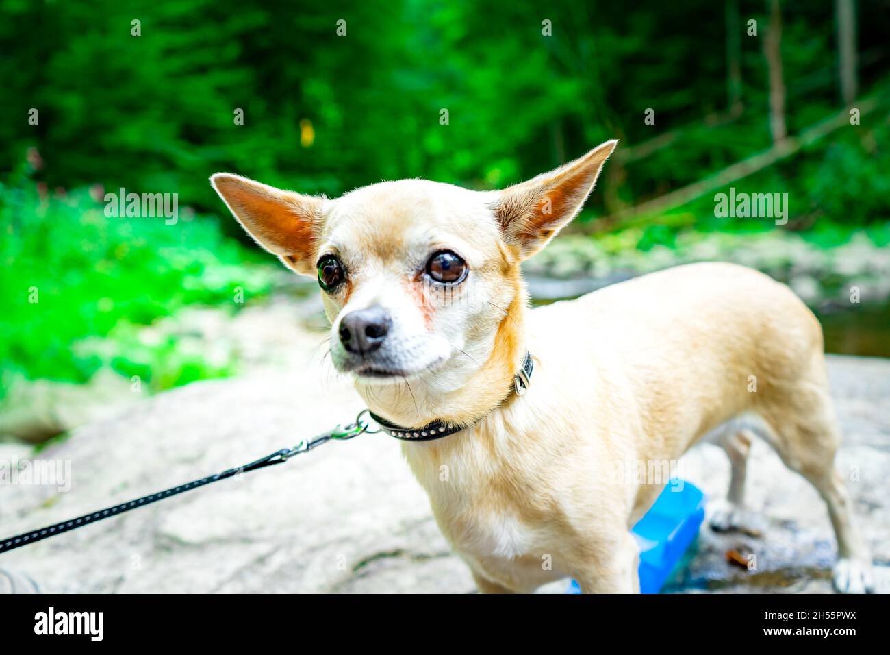 Hiking with Leila the Chihuahua through the Valley of the Snakes ...