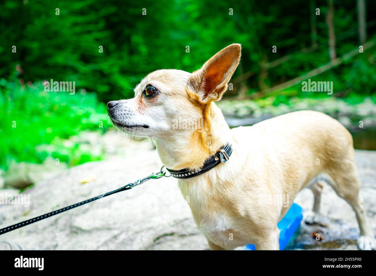 Hiking with Leila the Chihuahua through the Valley of the Snakes ...