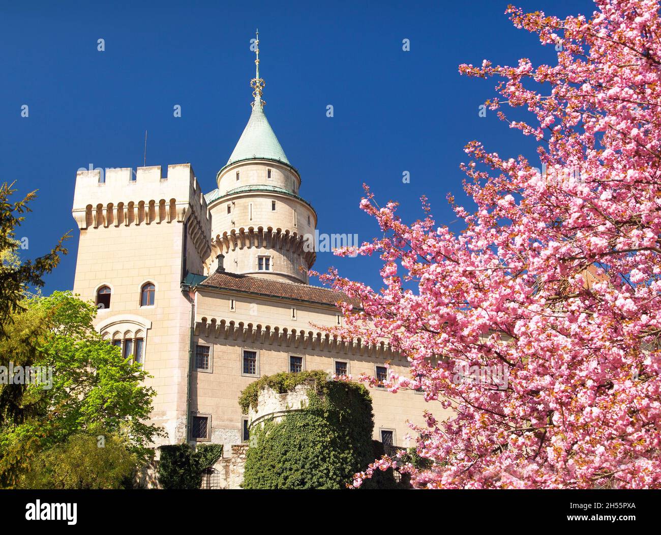 Bojnice castle near Prievidza town with flowering Sakura tree ...