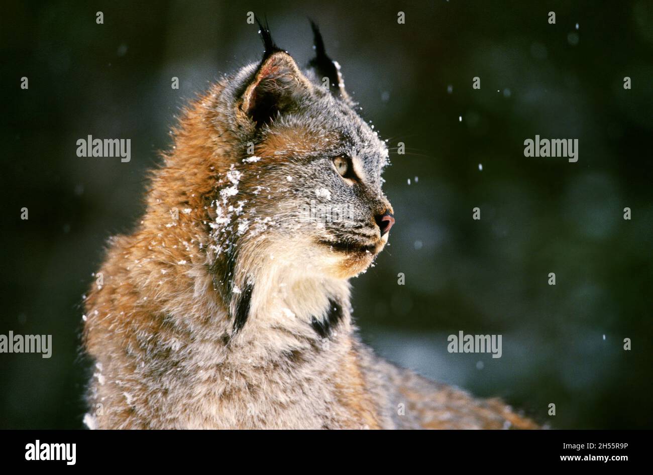 Bobcat, Lynx rufus Stock Photo - Alamy