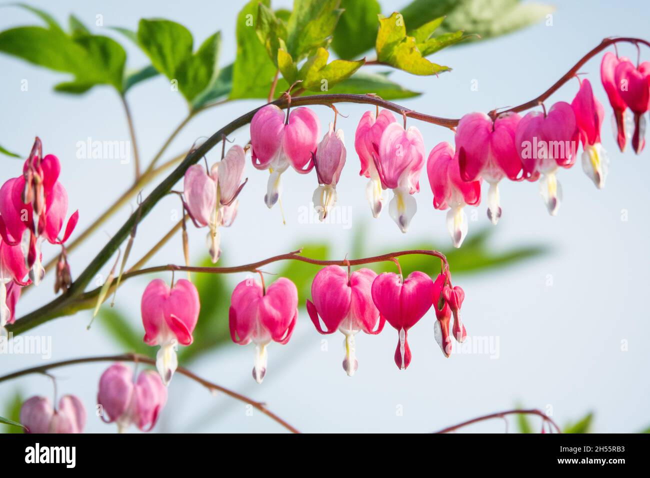 Broken bleeding heart symbol love hi-res stock photography and images ...