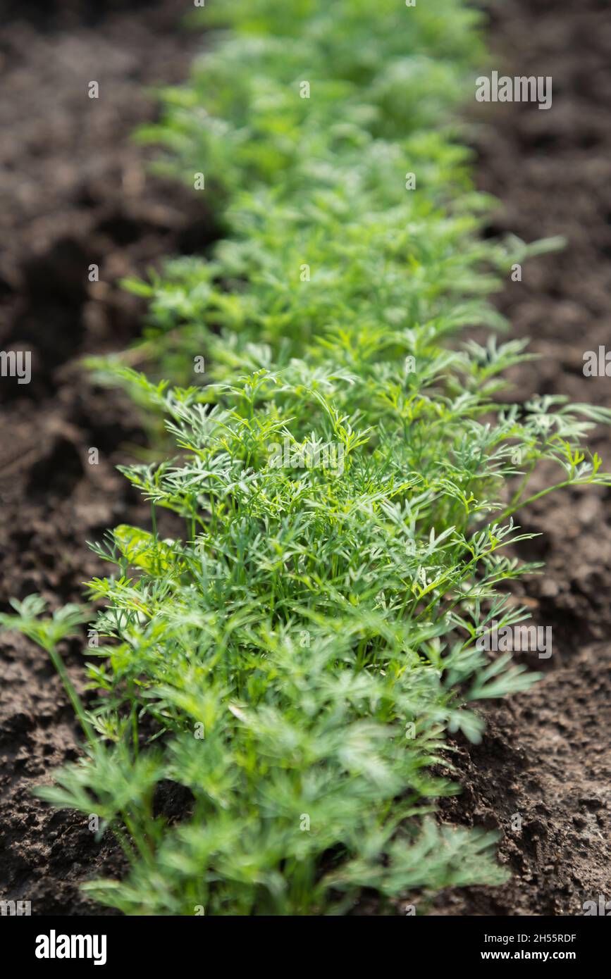 Healthy dills are growing outside Stock Photo - Alamy