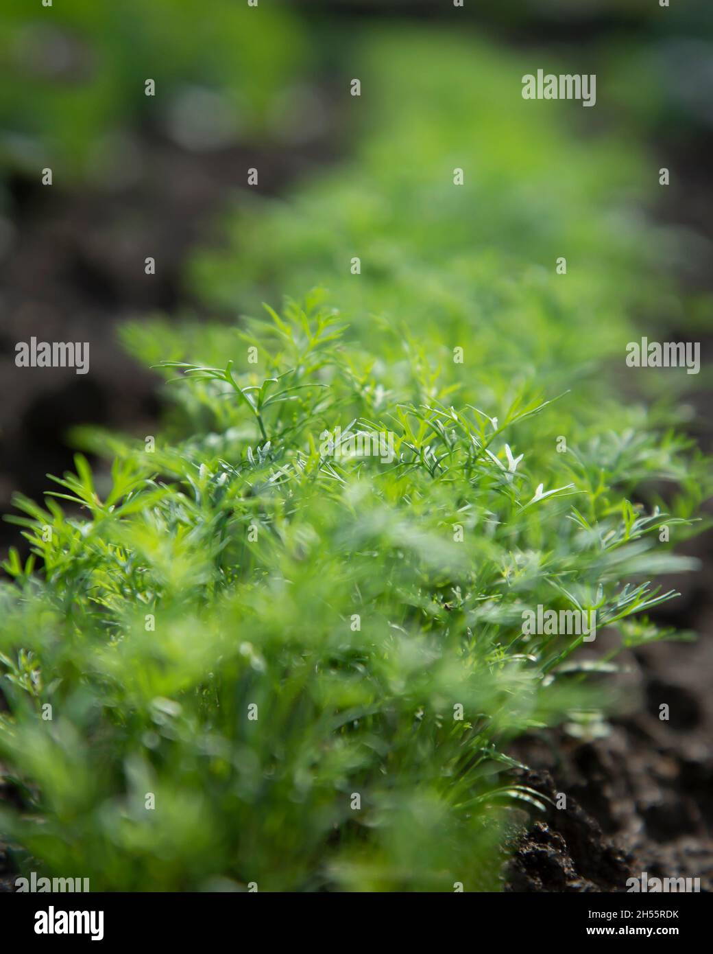 Healthy dills are growing outside Stock Photo - Alamy