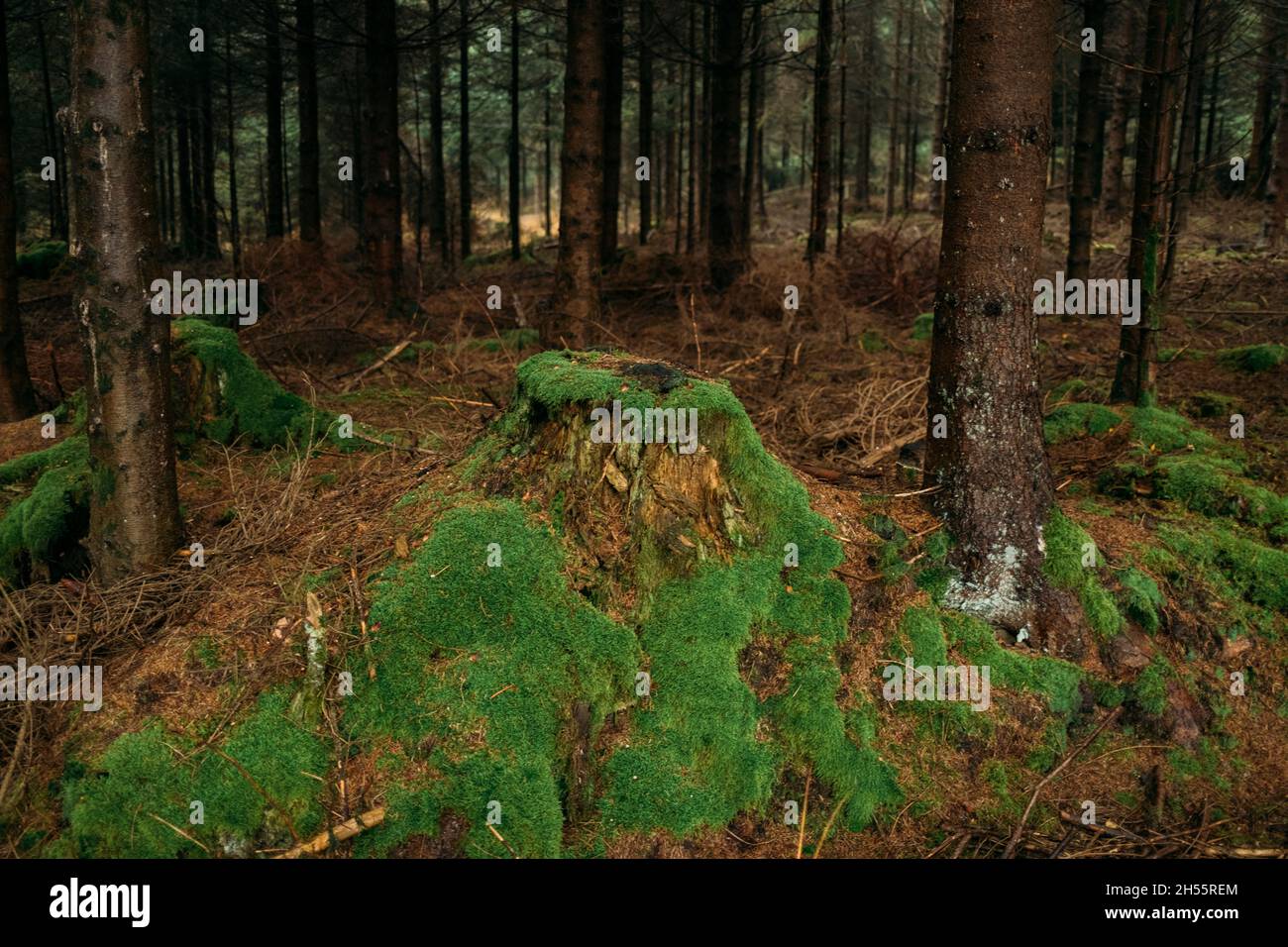 Hohes Venn, Belgien, 04.11.21: Waldlandschaft Hohes Venn, vermooster ...