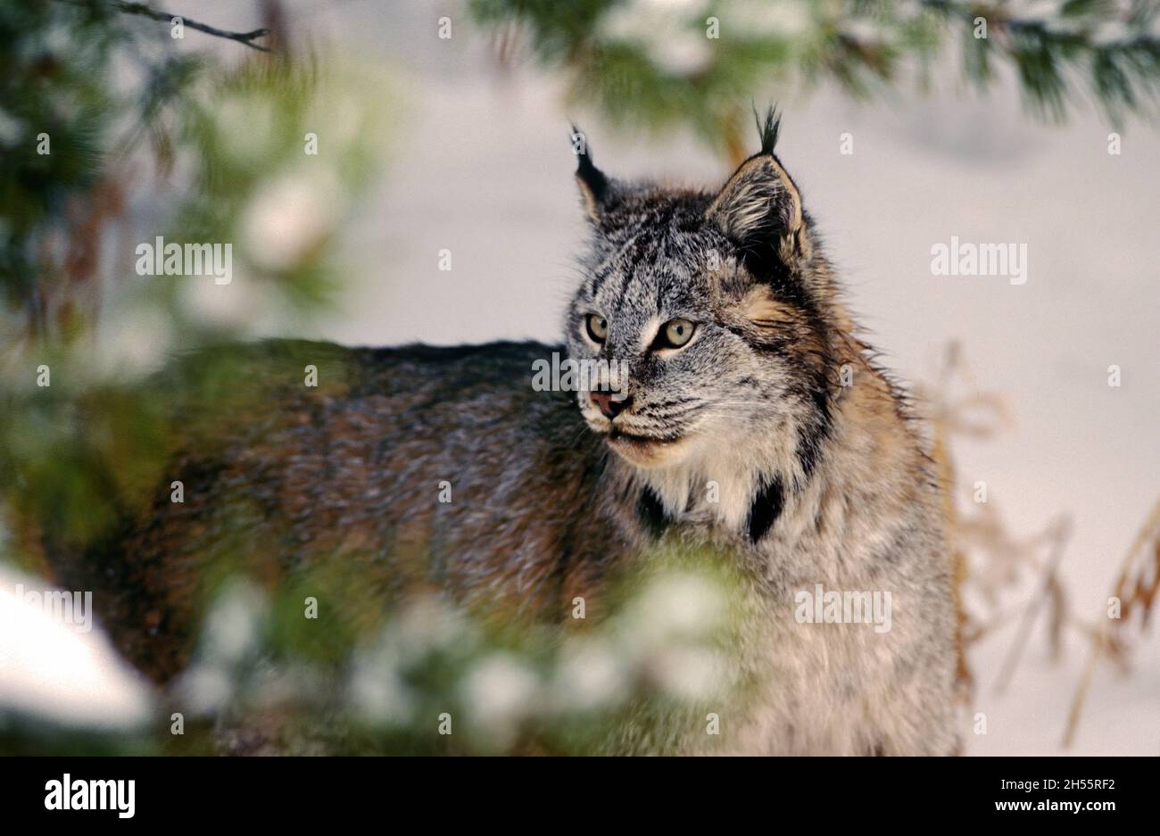 Bob Cat, Lynx rufus Stock Photo - Alamy