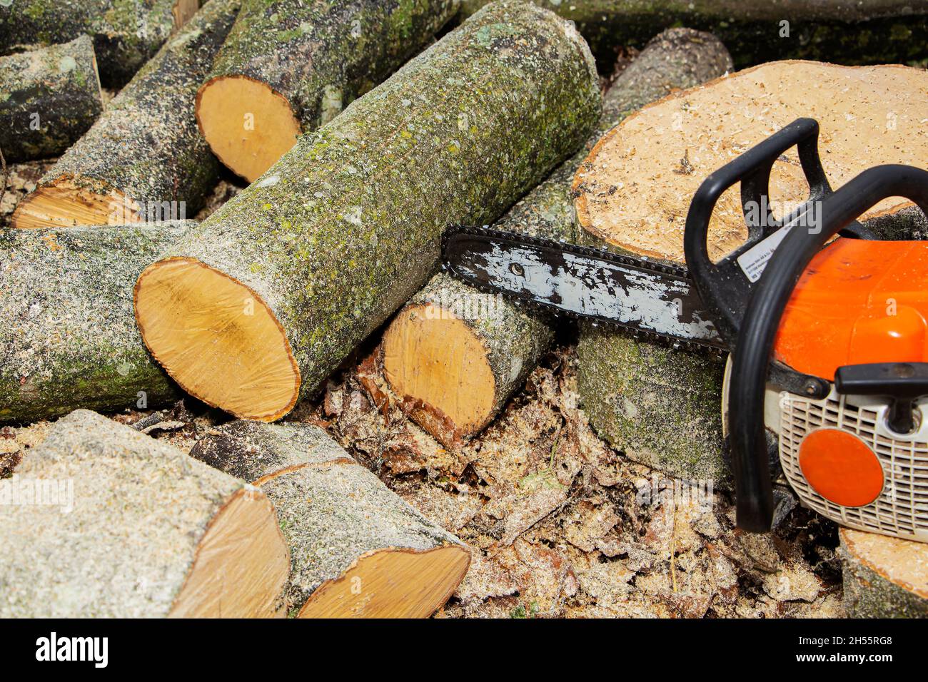 Close-up professional chainsaw blade cutting log of wood Stock Photo ...
