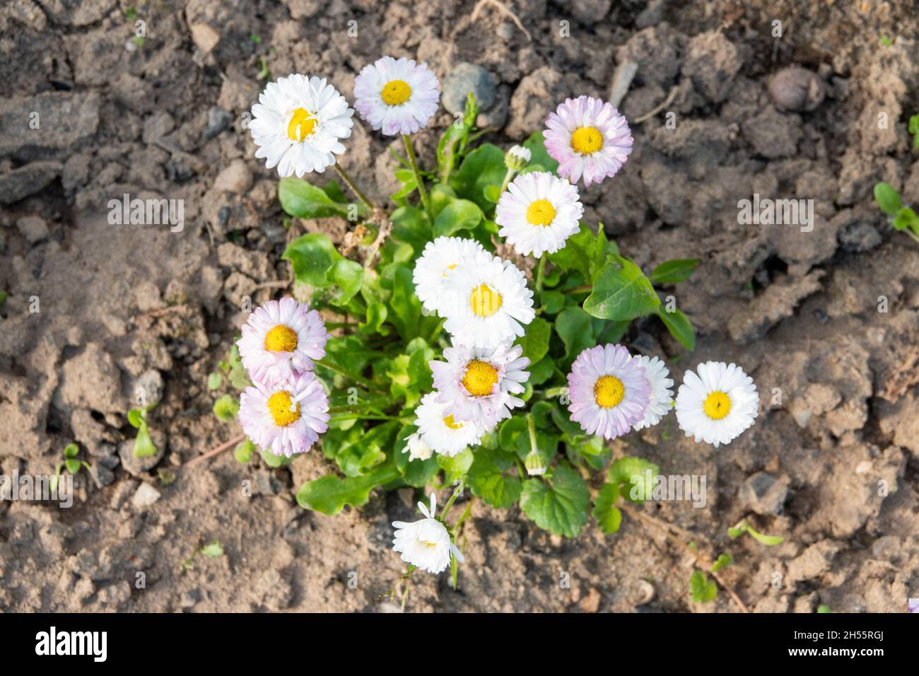 Botanical details of daisy family hi-res stock photography and images ...