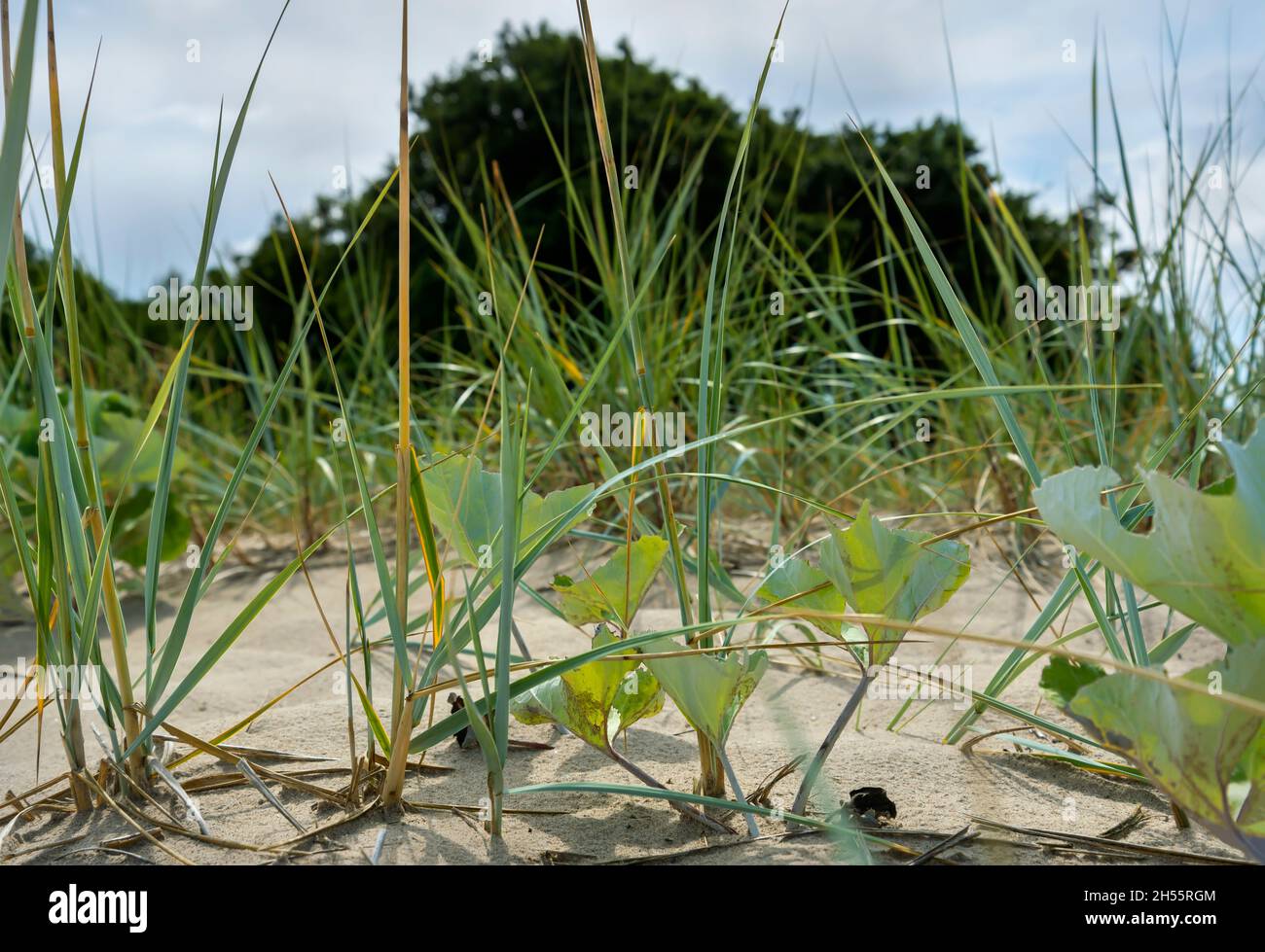 Burdocks hi-res stock photography and images - Alamy