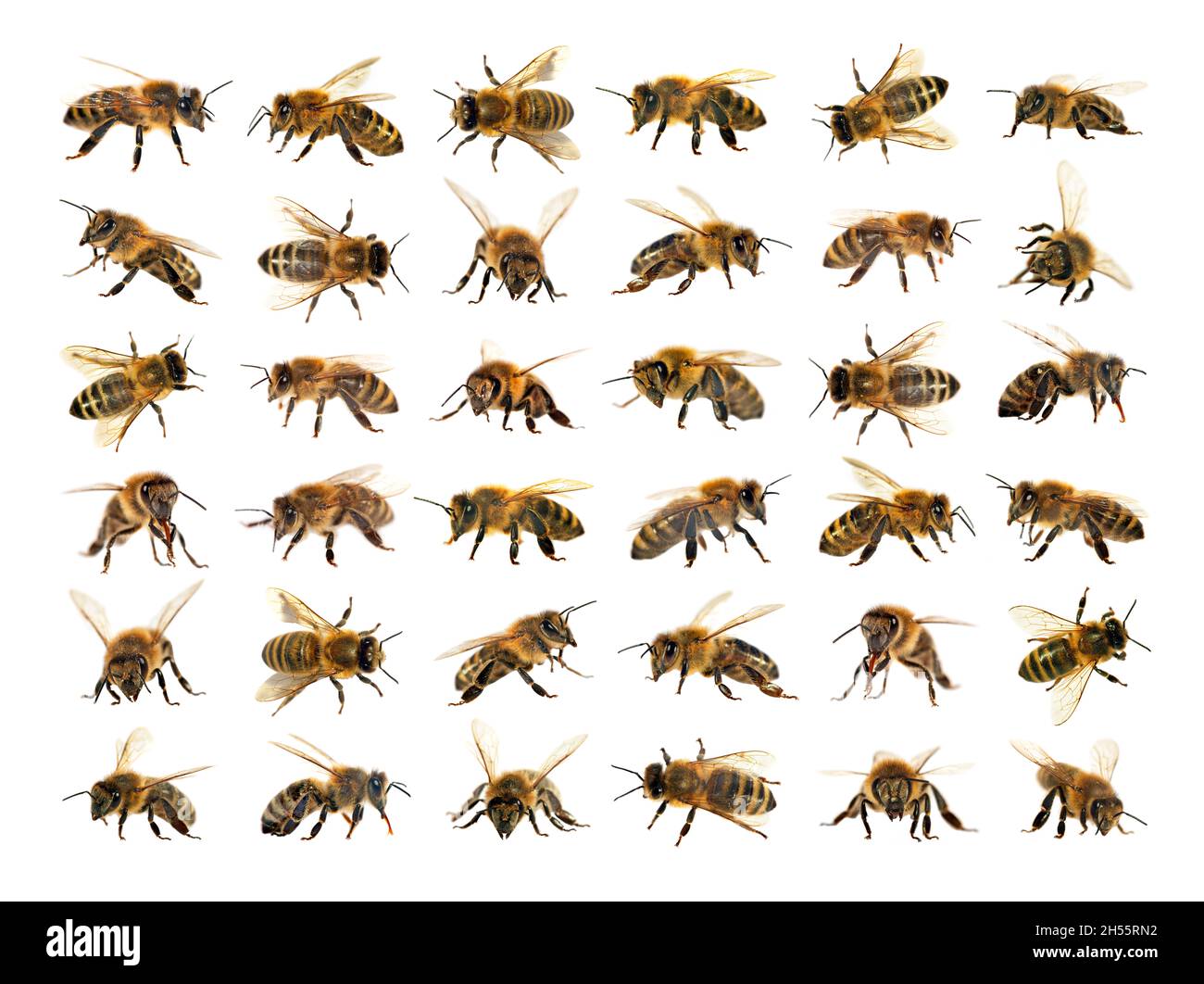 group of bee or honeybee in Latin Apis Mellifera, european or western ...