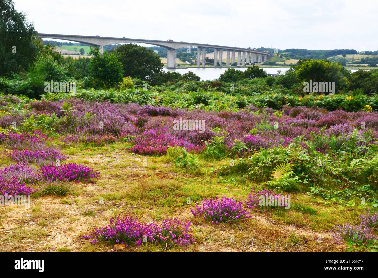Orwell Country Park, Suffolk, UK Stock Photo - Alamy