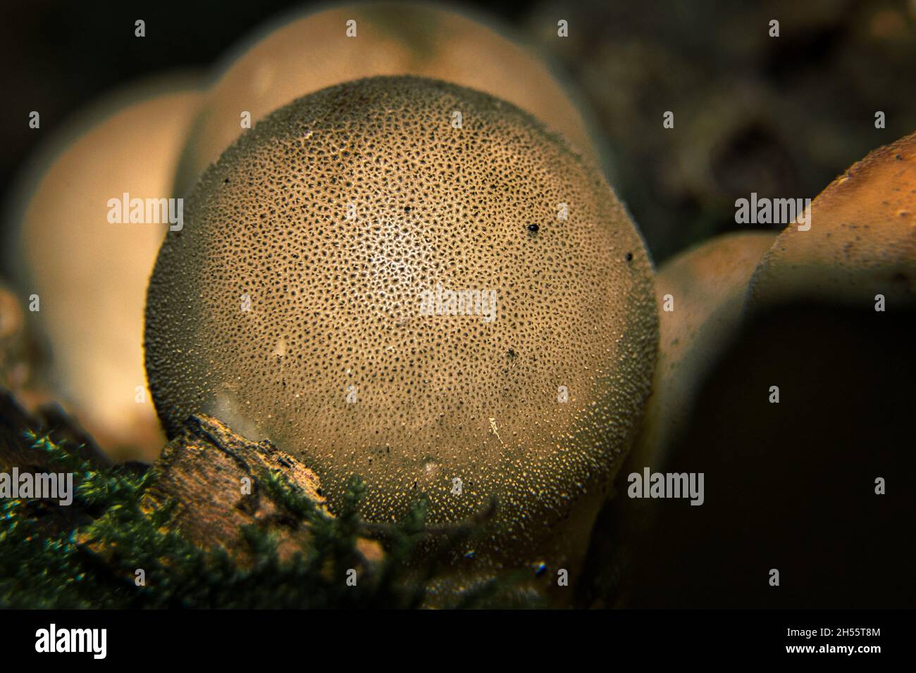 Puff ball close up Stock Photo - Alamy