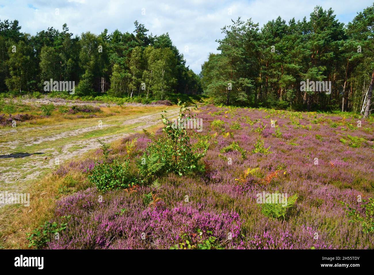 Rendlesham Forest, Suffolk, UK Stock Photo - Alamy